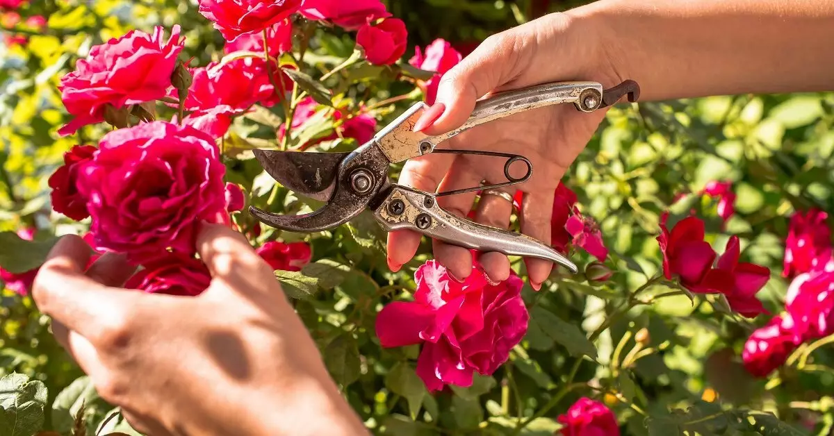 Roses Care eftir blómgun: 5 nauðsynlegar aðferðir