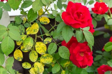 Roses care after flowering: 5 required procedures 1790_11