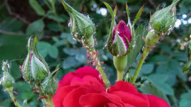 Ynsekt pests op roazen