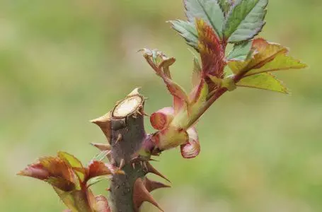 Bibajẹ Roses lẹhin aladodo: awọn ilana ti a beere 1790_3