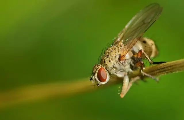 ಲುಕೋವಾ ಮುಹಾ