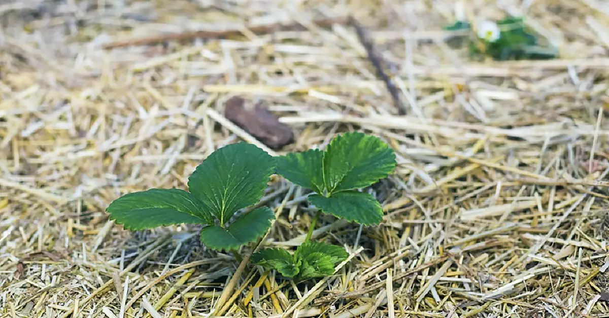 修复草莓在秋季：修剪，喂养，避难所