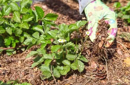 Pag-ayos ng mga strawberry sa taglagas: pagbabawas, pagpapakain, tirahan 1795_12