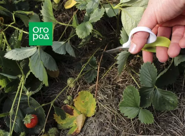 Repairing strawberries sa taglagas