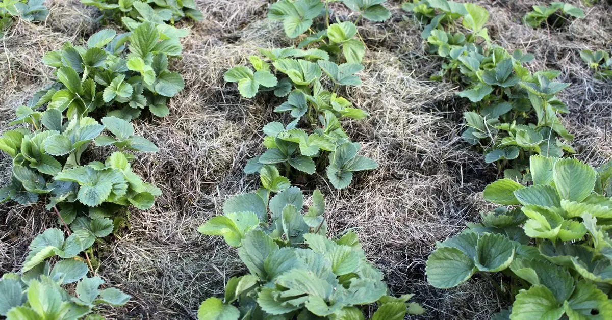 Autumn Strawberry Care.