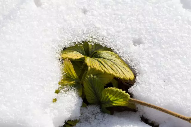 תות שדה מתחת לשלג