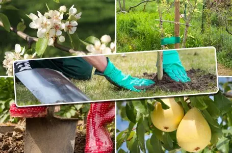Вашата първа градина: Какво трябва да знаете за разсад на овощните дървета 1798_18