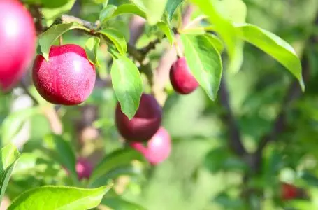 Khu vườn đầu tiên của bạn: Những gì bạn cần biết về cây giống của cây ăn quả 1798_21