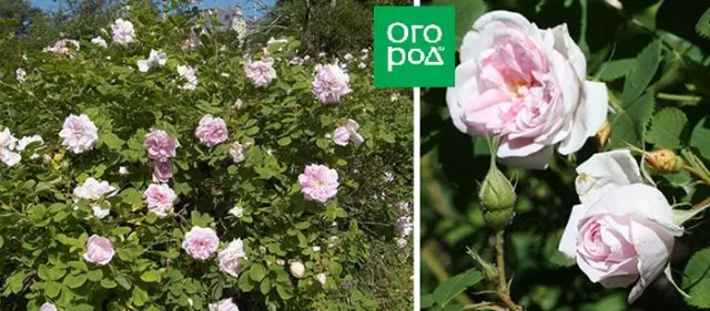 Vinter Hard-Resistant Non-Juice Rose Minette