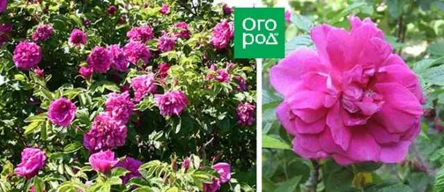 Ny ririnina HANSA Winter Epaproaching Rose