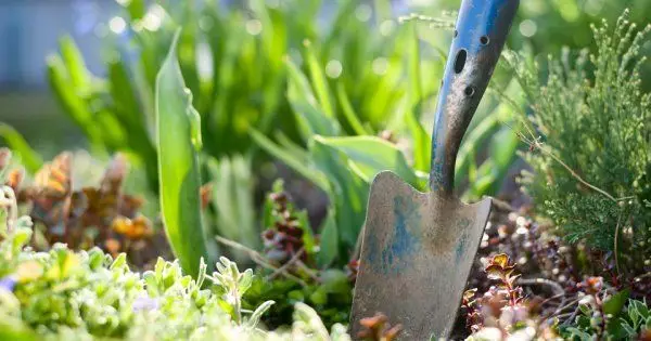 Colori del giardino perenni del trapianto della molla - fai a destra