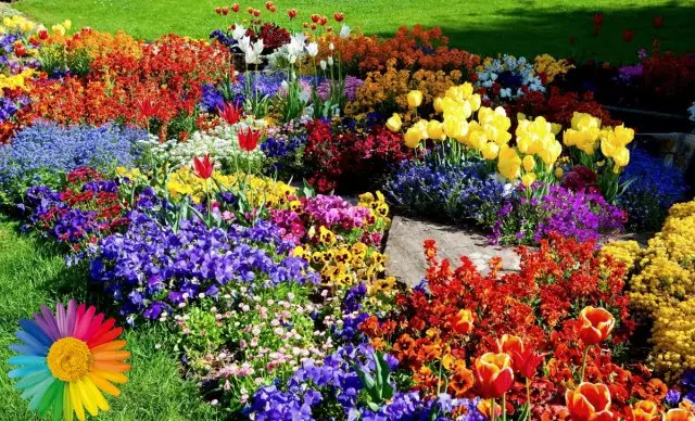 Awọn imọran 30: bi o ṣe le fun kan ni fifẹ lati awọn Perennials, eyi ti yoo Bloom gbogbo igba ooru 1807_3