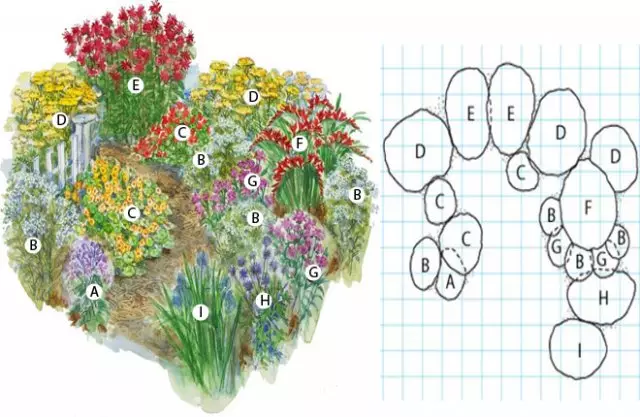 Awọn ododo lati awọn perennials