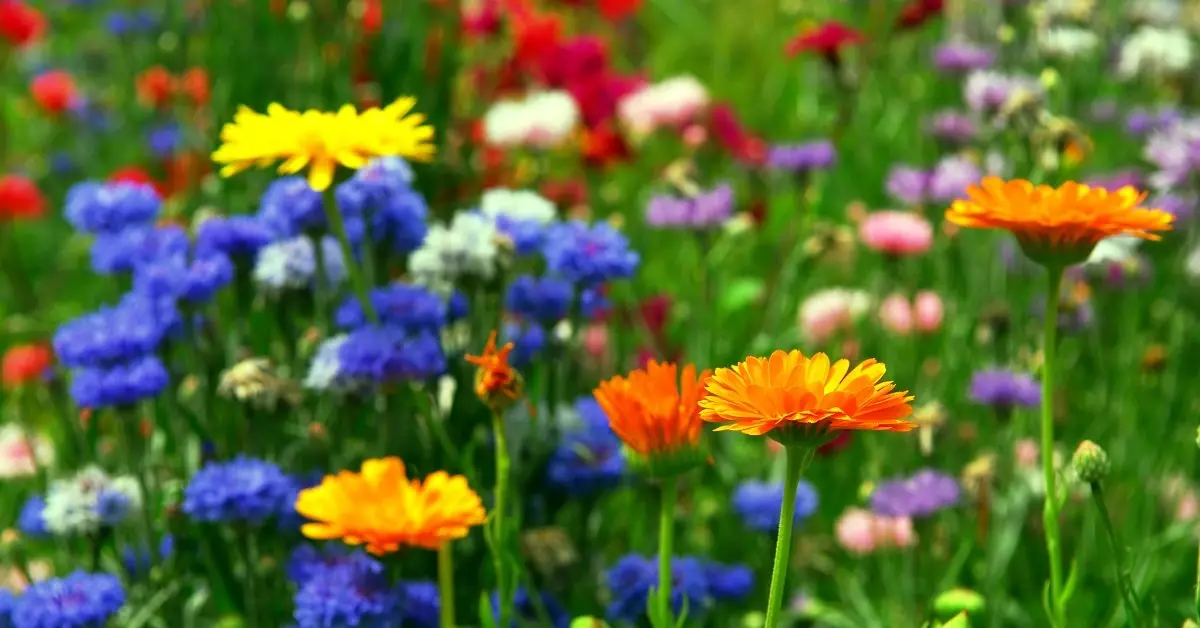 Calendario de plantas perennes en flor por meses desde la primavera hasta el otoño.