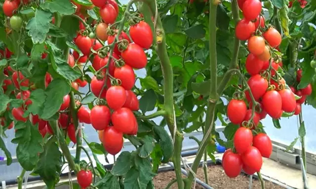 As mellores variedades de tomates para tomar e secar