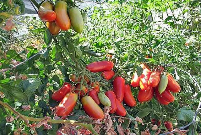 Almak ve kurutmak için en iyi domates çeşitleri