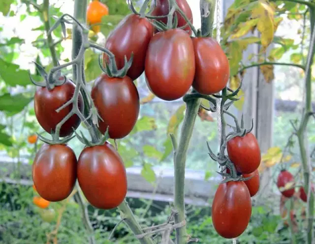 Parimad tomatite sortide võtmise ja kuivatamise jaoks