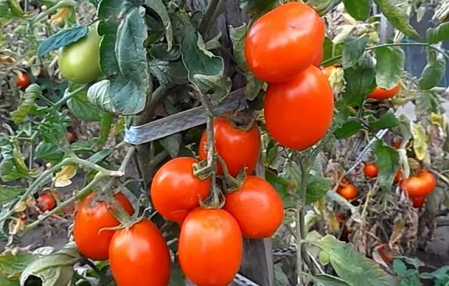 Parimad tomatite sortide võtmise ja kuivatamise jaoks