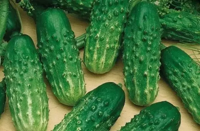 Het cijfer van komkommers Nezhinsky