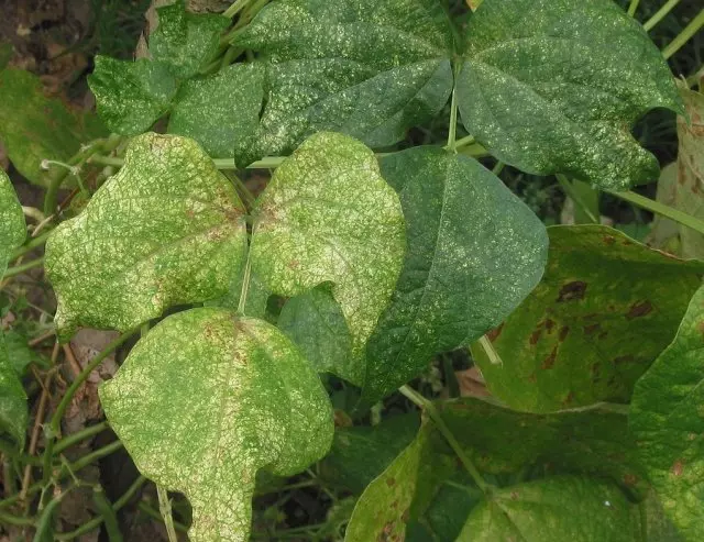 Tick ​​cobbled - Cómo reconocer en las plantas y luchar efectivamente