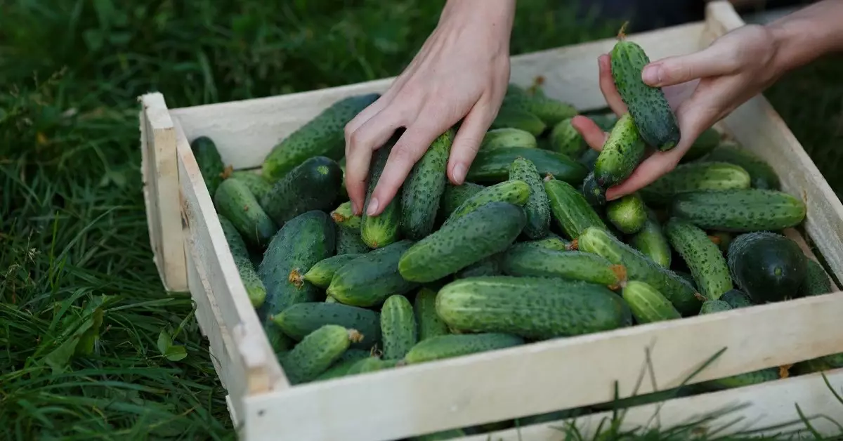 10 segreti dei cetrioli del raccolto annullato