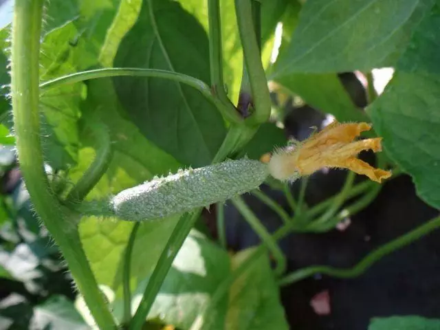 Cucumbersin muodostuminen Chopler: Edut ja ominaisuudet