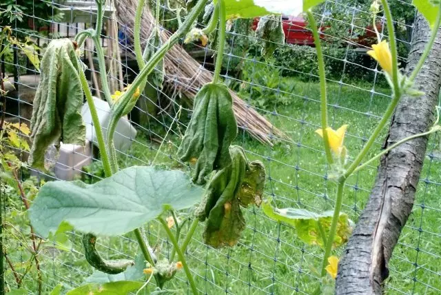 Miksi Cucumbers kasvihuoneessa ja kadulla ja miten se pysäyttää