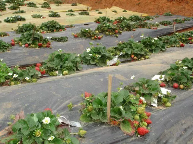 Cómo escalar las fresas