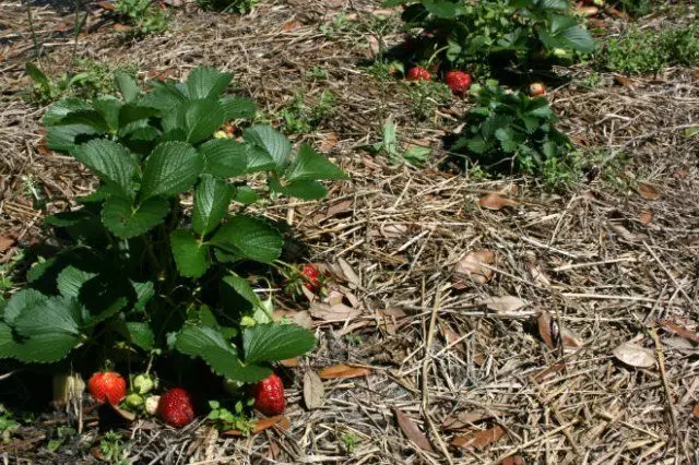 Mulching kashtë