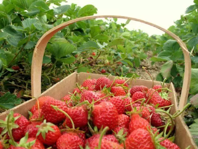 Alimentazione di fragole da giardino (fragola): quando e che