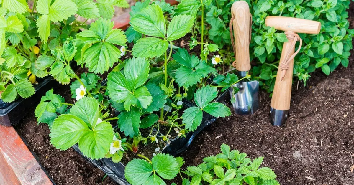 Riproduzione di fragole da giardino fallite