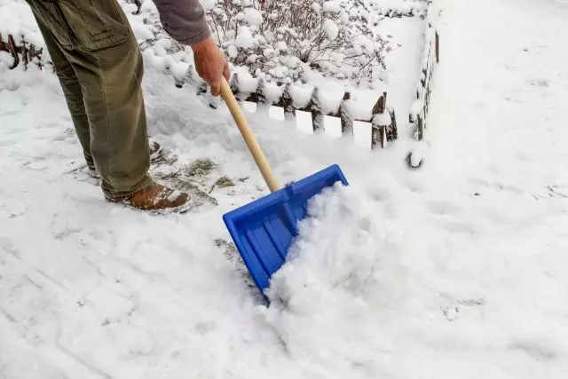 Snö under krusbärbuskarna