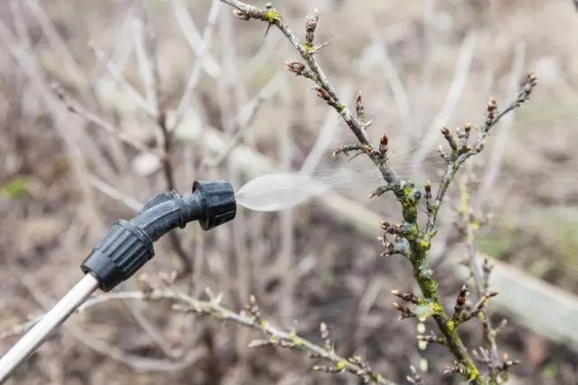 Skadedjursbehandling av krusbär