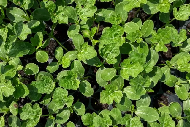 Seedling melon