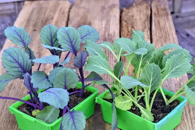 Cabbage seedlings