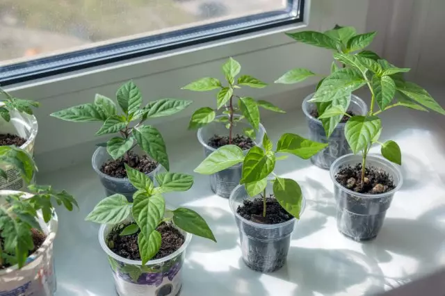 Pepper seedlings