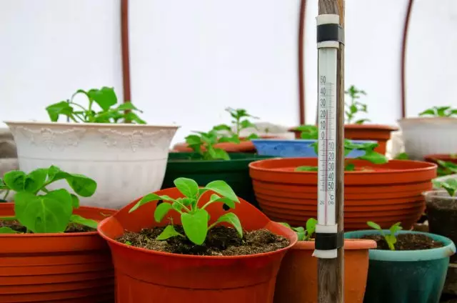 Seedling Petunia