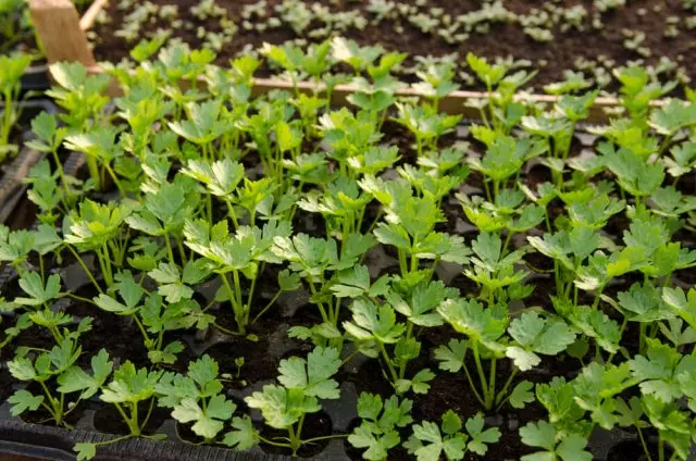 Seedling celery