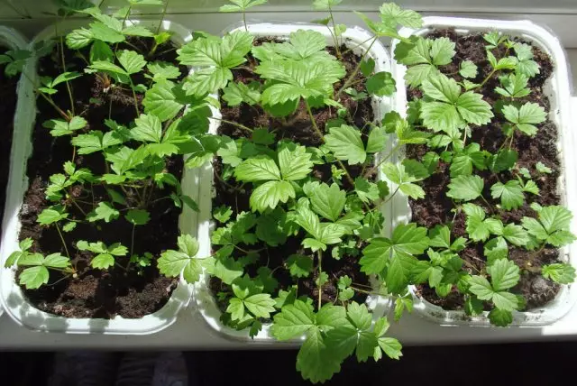 Seedling strawberries