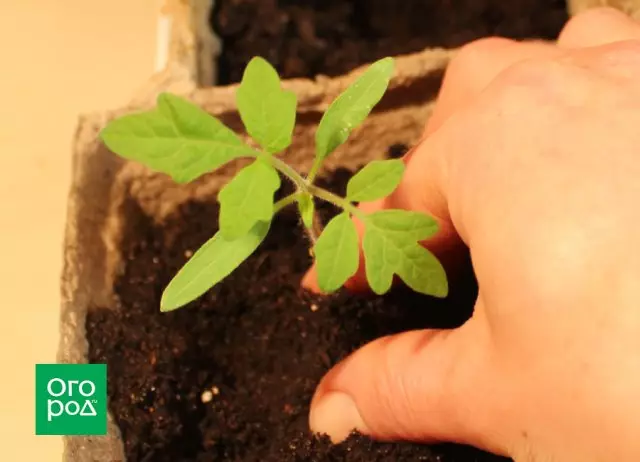 Cultivo de plántulas de tomate.