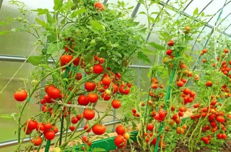 Cómo sembrar en plántulas de tomates y cuándo hacer es una clase maestra paso a paso con una foto 1833_3