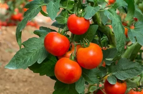 چگونه می توان در نهال های نهال گوجه فرنگی را بفروشد و هنگامی که یک کلاس استاد گام به گام با یک عکس است 1833_4