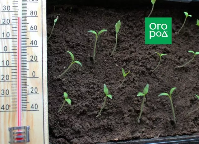 Na-eto eto seedlings