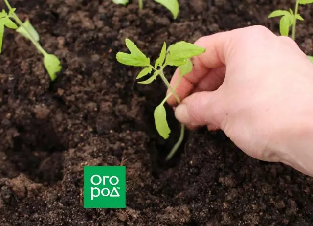 بڑھتی ہوئی seedlings.