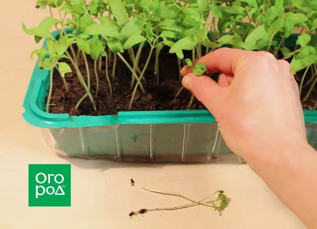 بڑھتی ہوئی seedlings.