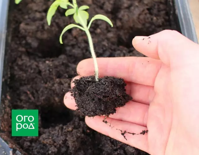 Pagpili ng mga seedlings