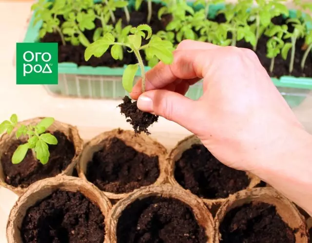 Na-ahọrọ seedlings