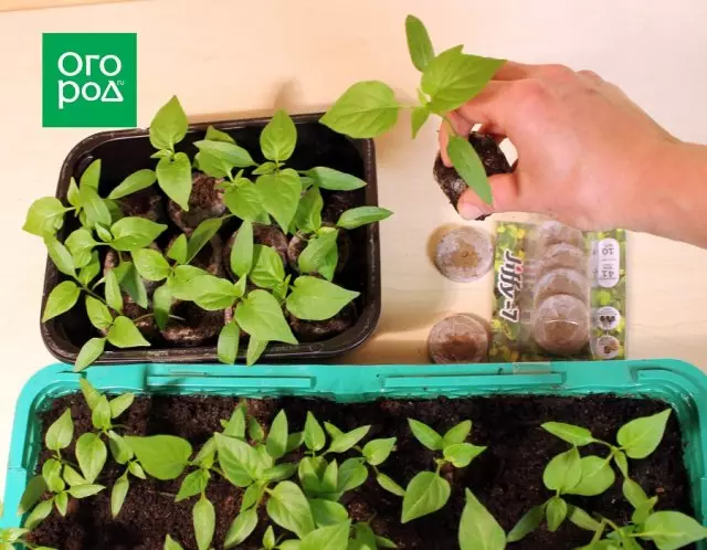 Na-eto eto seedlings