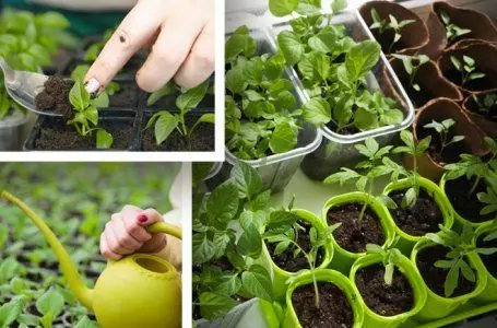 Paano sumisid ng mga seedlings ng mga kamatis at paminta upang hindi ito nasaktan 1835_33