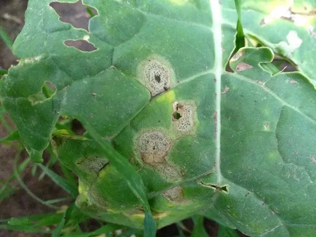 Fomoz (rot dry) kabîneyê